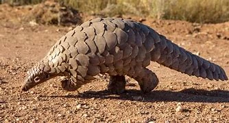Pangolin | Luck dog Wiki | Fandom