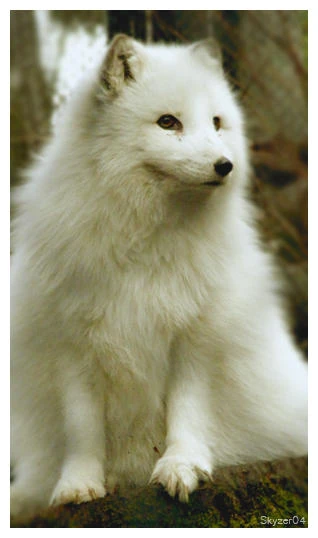 Fergus | Luck dog Wiki | Fandom