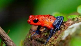 Blue Raspberry | Luck dog Wiki | Fandom