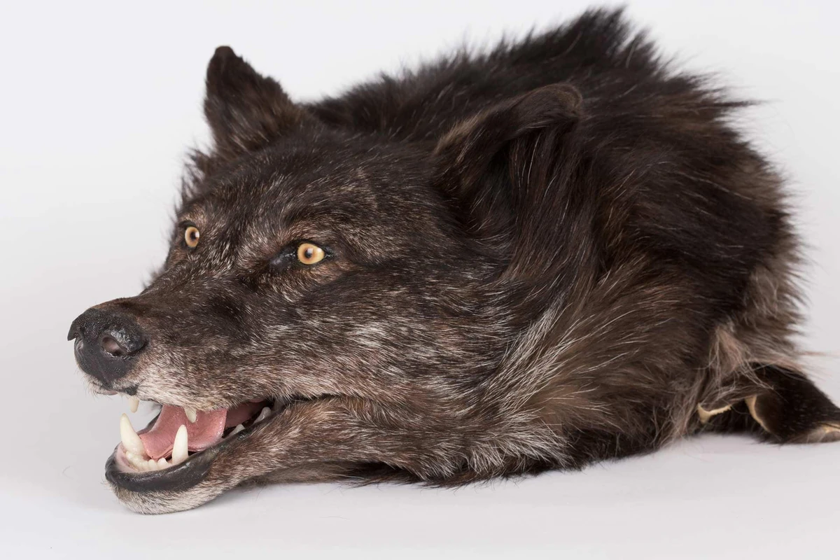 Caspian the wolf | Luck dog Wiki | Fandom