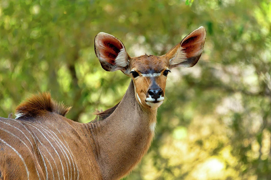 Roxette the Antelope | Luck dog Wiki | Fandom