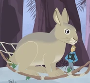 Hispid Hare | Luck dog Wiki | Fandom