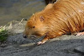 Nutria | Luck dog Wiki | Fandom