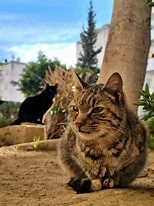 Hamir | Luck dog Wiki | Fandom