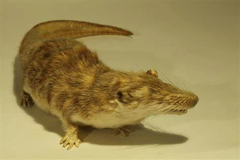 Giant otter shrew | Luck dog Wiki | Fandom