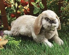 Best vriend the holland lop | Luck dog Wiki | Fandom