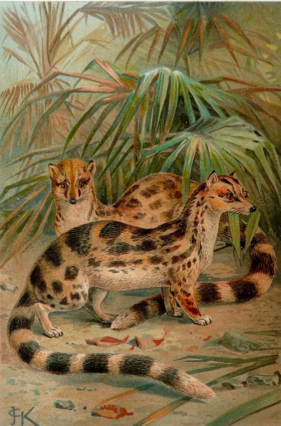 Oreo the Spotted Linsang | Luck dog Wiki | Fandom