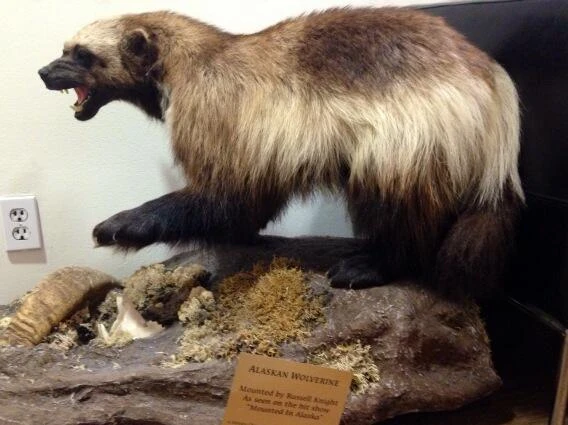 Snarler | Luck dog Wiki | Fandom