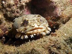 American oyster toadfish | Luck dog Wiki | Fandom
