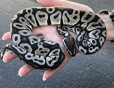 Axlantic ball python | Luck dog Wiki | Fandom