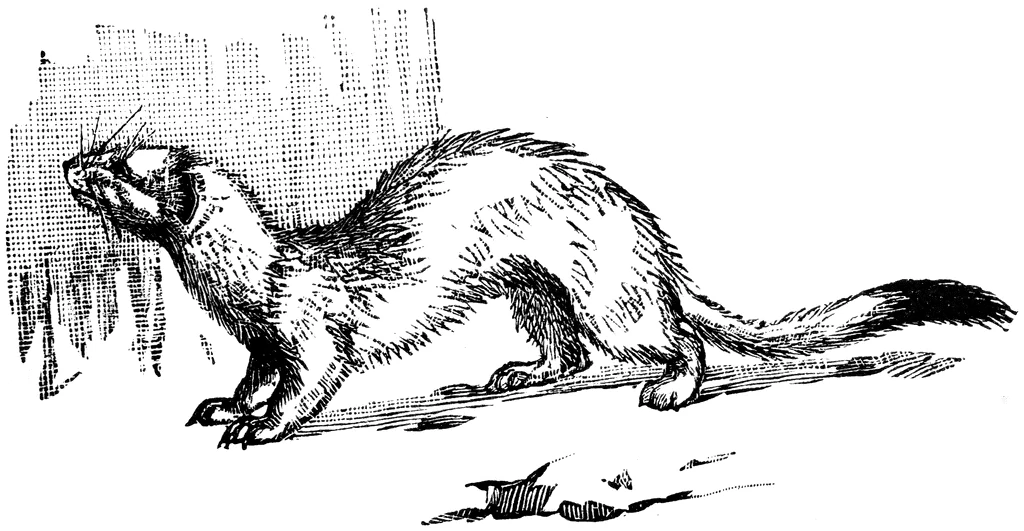 Master Ermine | Luck dog Wiki | Fandom