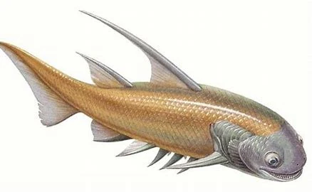 Vortex the acanthodes | Luck dog Wiki | Fandom