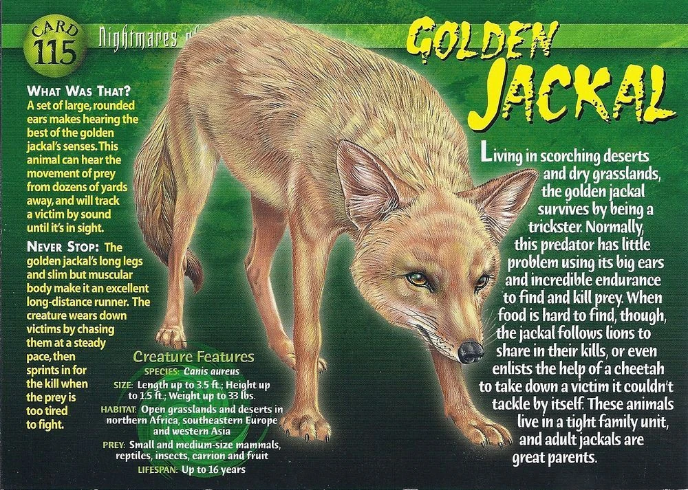 Agrippa the Golden Jackal | Luck dog Wiki | Fandom