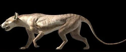 Cynelos | Luck dog Wiki | Fandom