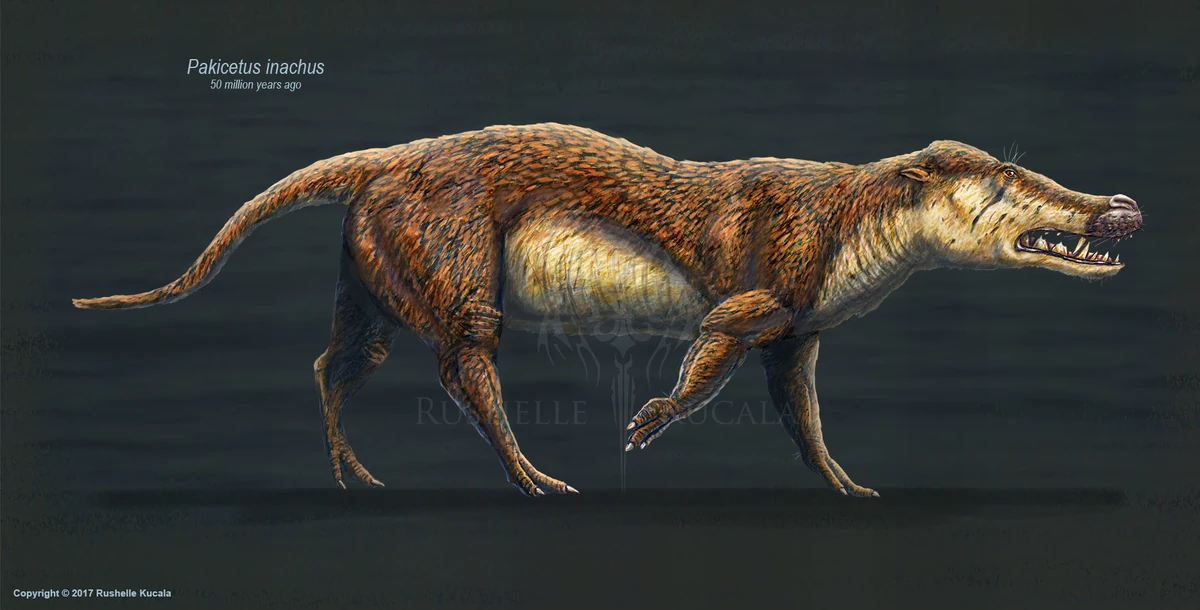 Laura the Pakicetus | Luck dog Wiki | Fandom