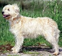 Dutch smoushond | Luck dog Wiki | Fandom