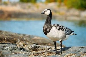 Barnacle the Twente Goose | Luck dog Wiki | Fandom