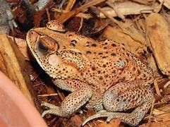 Surinam toad | Luck dog Wiki | Fandom