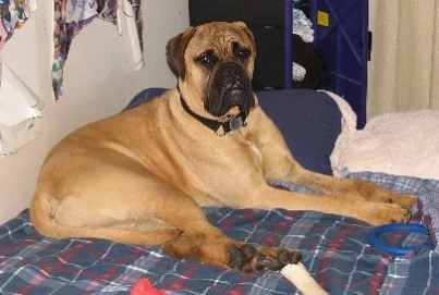Master English Mastiff | Luck dog Wiki | Fandom