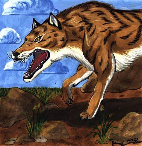 Berber | Luck dog Wiki | Fandom