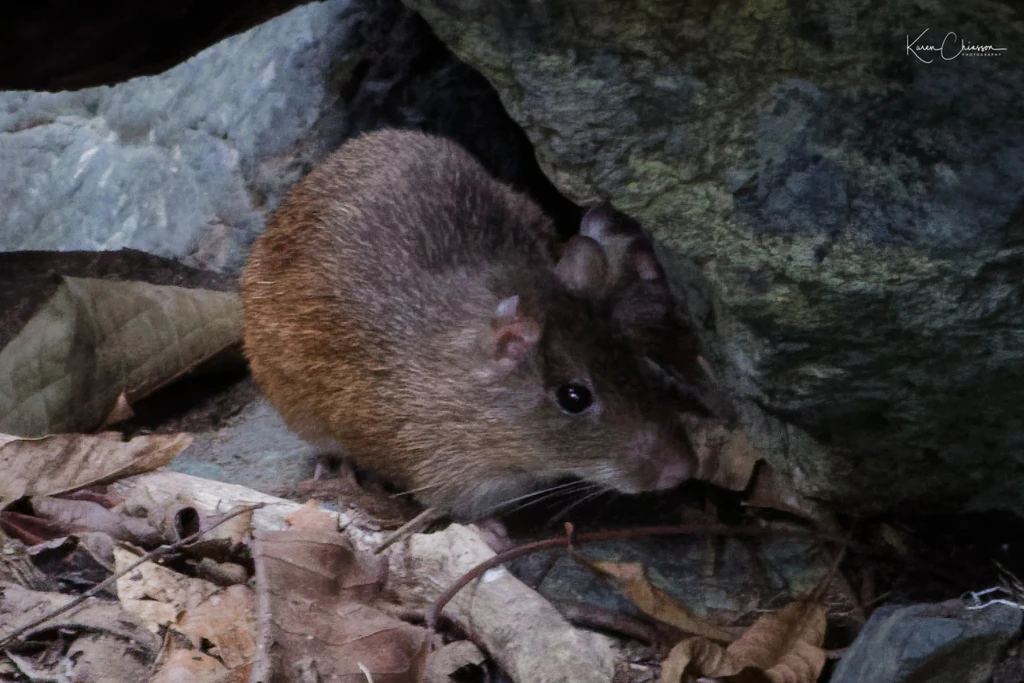 Pacific spiny Rat 3 | Luck dog Wiki | Fandom