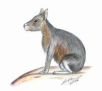 Rooney the mara | Luck dog Wiki | Fandom