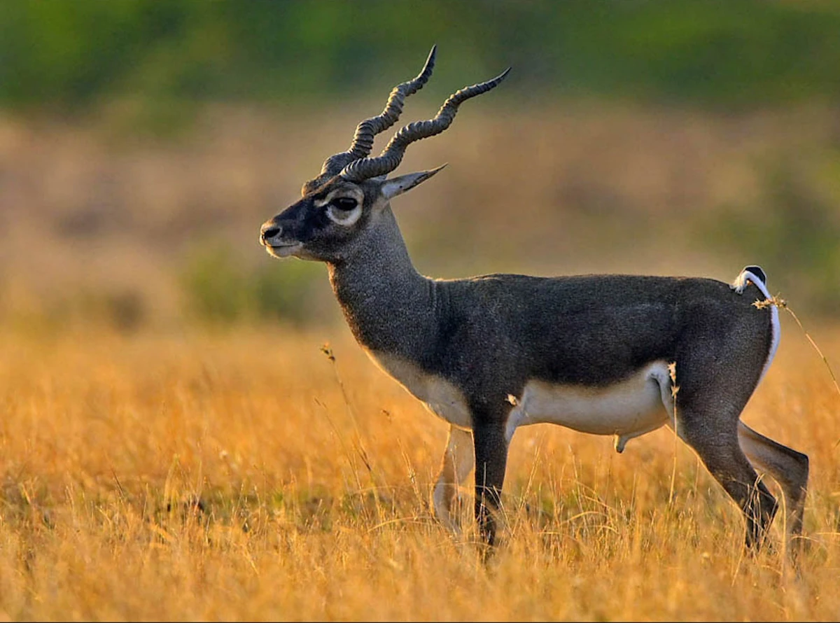 Antelope | Luck dog Wiki | Fandom