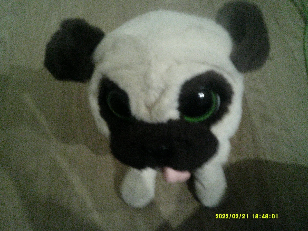 Wrinkles the pug | Luck dog Wiki | Fandom