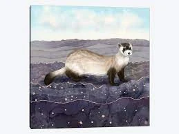 Skitters the black footed ferret | Luck dog Wiki | Fandom
