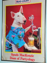 Spuds McKenzie the Bull Terrier | Luck dog Wiki | Fandom