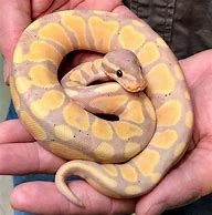 Banana ball python | Luck dog Wiki | Fandom