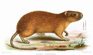 Rodrigo the Ferreira's Spiny Tree Rat | Luck dog Wiki | Fandom