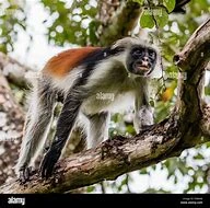 Pico the Colobus Monkey | Luck dog Wiki | Fandom