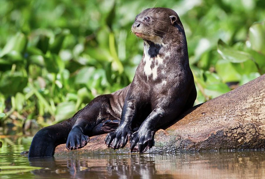 Bubbles the Giant Otter | Luck dog Wiki | Fandom