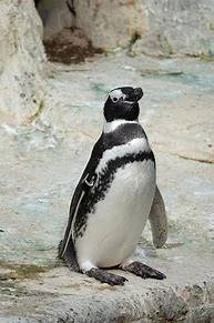 Magellanic Penguin | Luck dog Wiki | Fandom