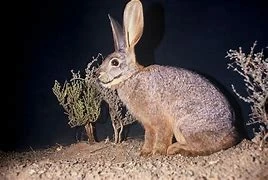 Roxanne the riverine rabbit | Luck dog Wiki | Fandom