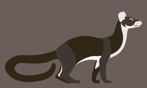 Hose's palm civet | Luck dog Wiki | Fandom