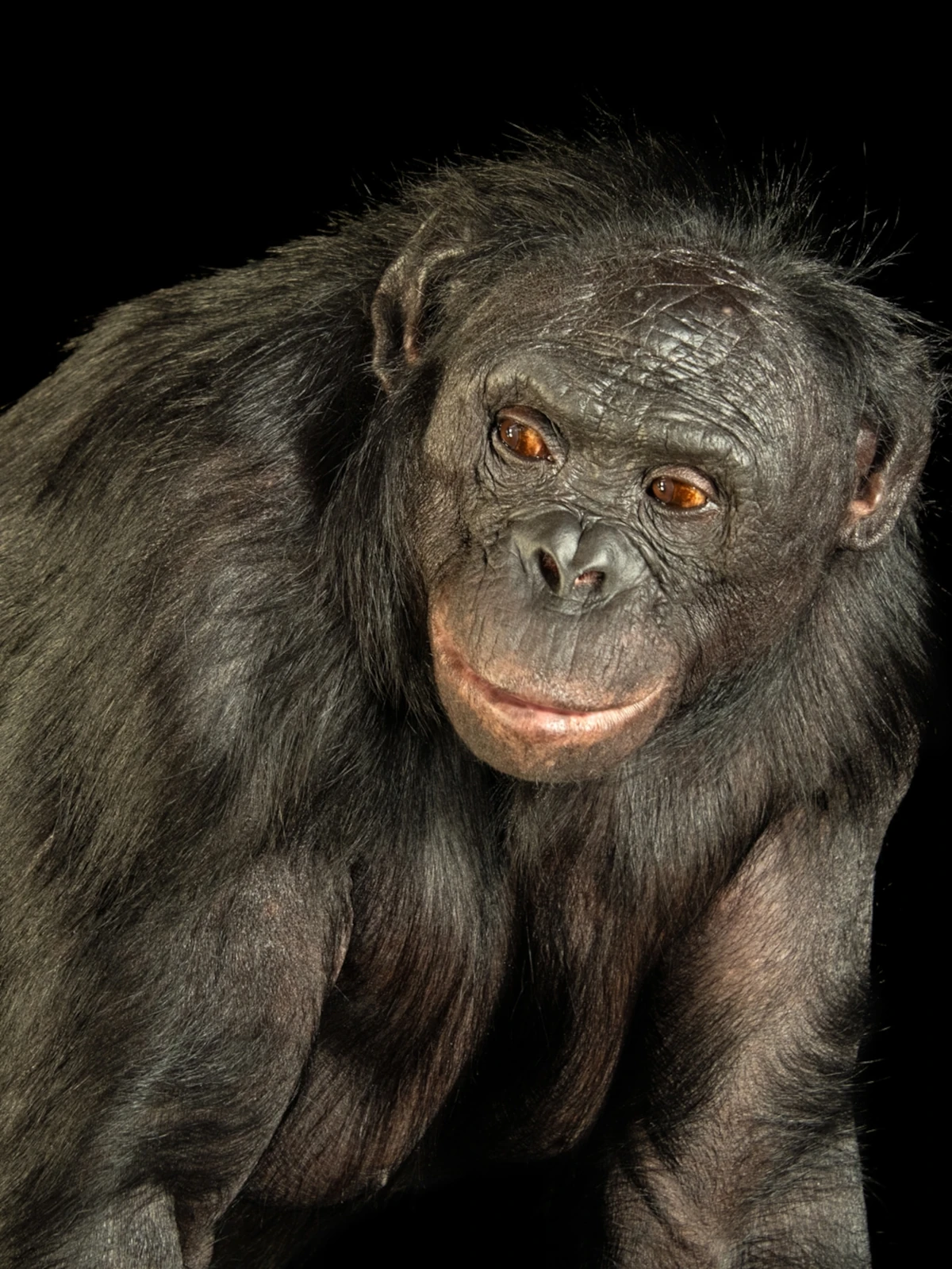 Bongo the bonobo | Luck dog Wiki | Fandom