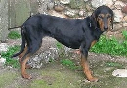 Argos the greek hare hound | Luck dog Wiki | Fandom