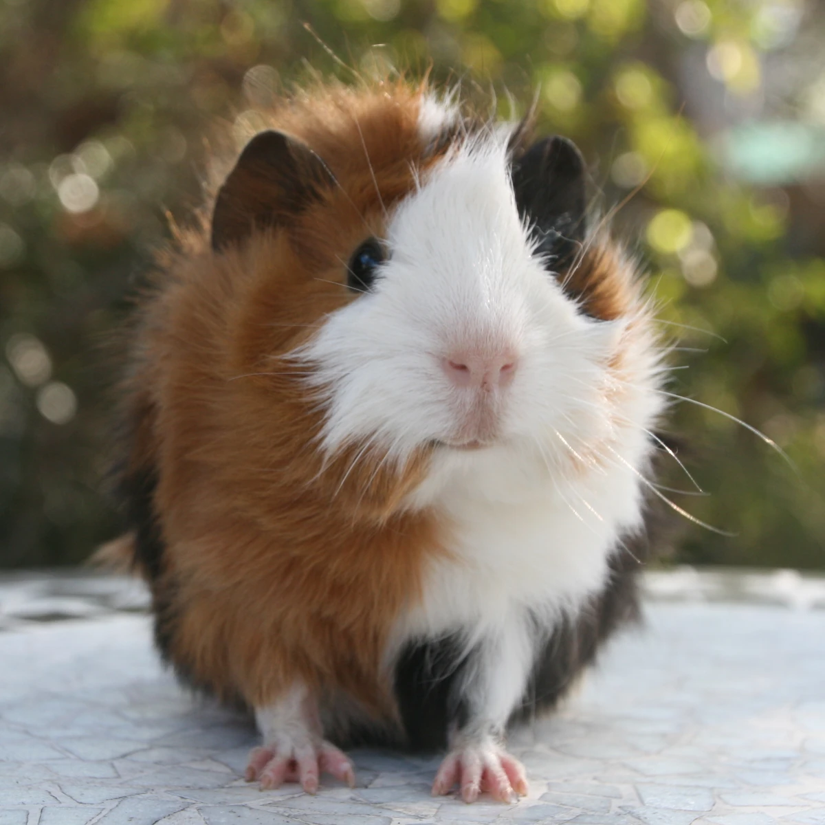 Abyssinian guinea pig | Luck dog Wiki | Fandom
