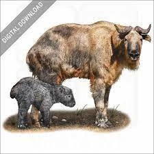 Hugh the bhutan takin | Luck dog Wiki | Fandom