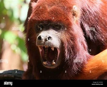 Vucub Hunapu the Howler Monkey | Luck dog Wiki | Fandom