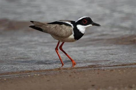 Felicia the pied lapwing | Luck dog Wiki | Fandom