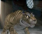 Timon the tiger | Luck dog Wiki | Fandom