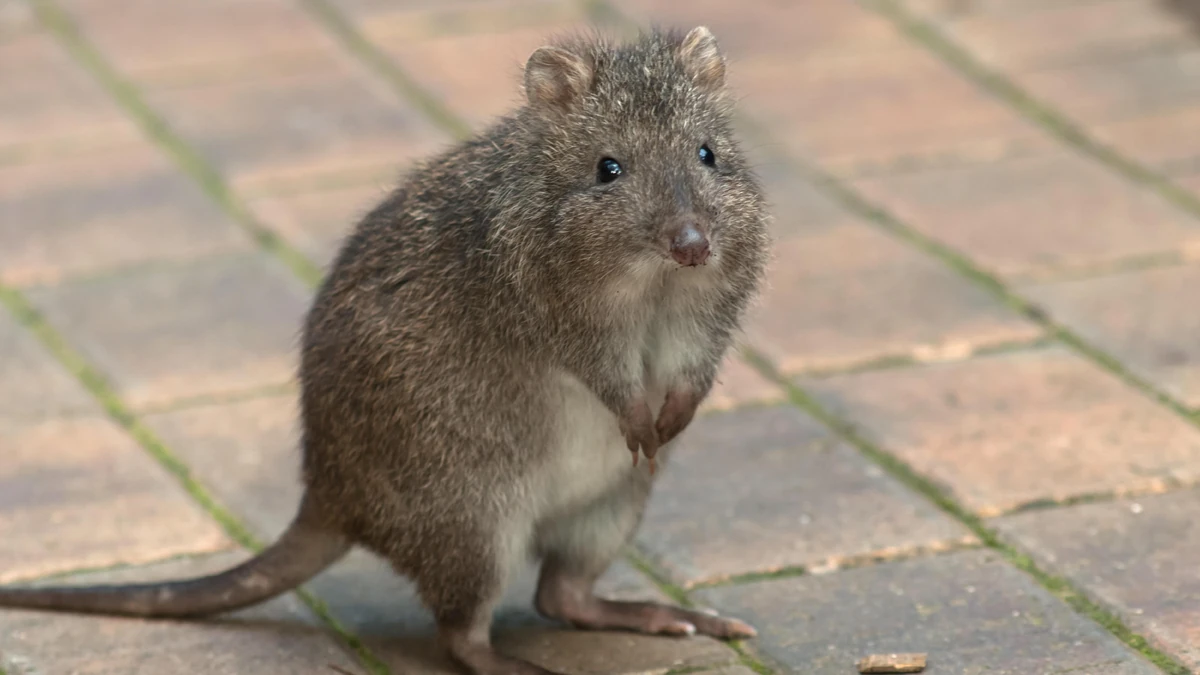 Potoroo | Luck dog Wiki | Fandom