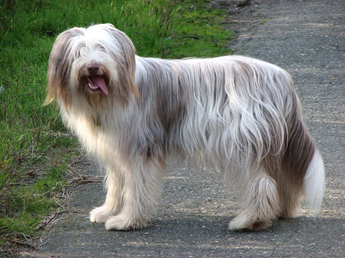 Bowser the Bearded Collie | Luck dog Wiki | Fandom