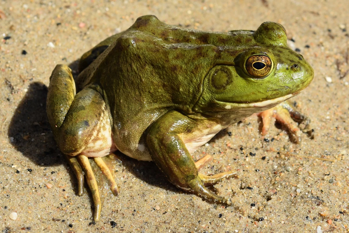 American bullfrog | Luck dog Wiki | Fandom