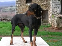 Agamemnon the Greek hare hound | Luck dog Wiki | Fandom