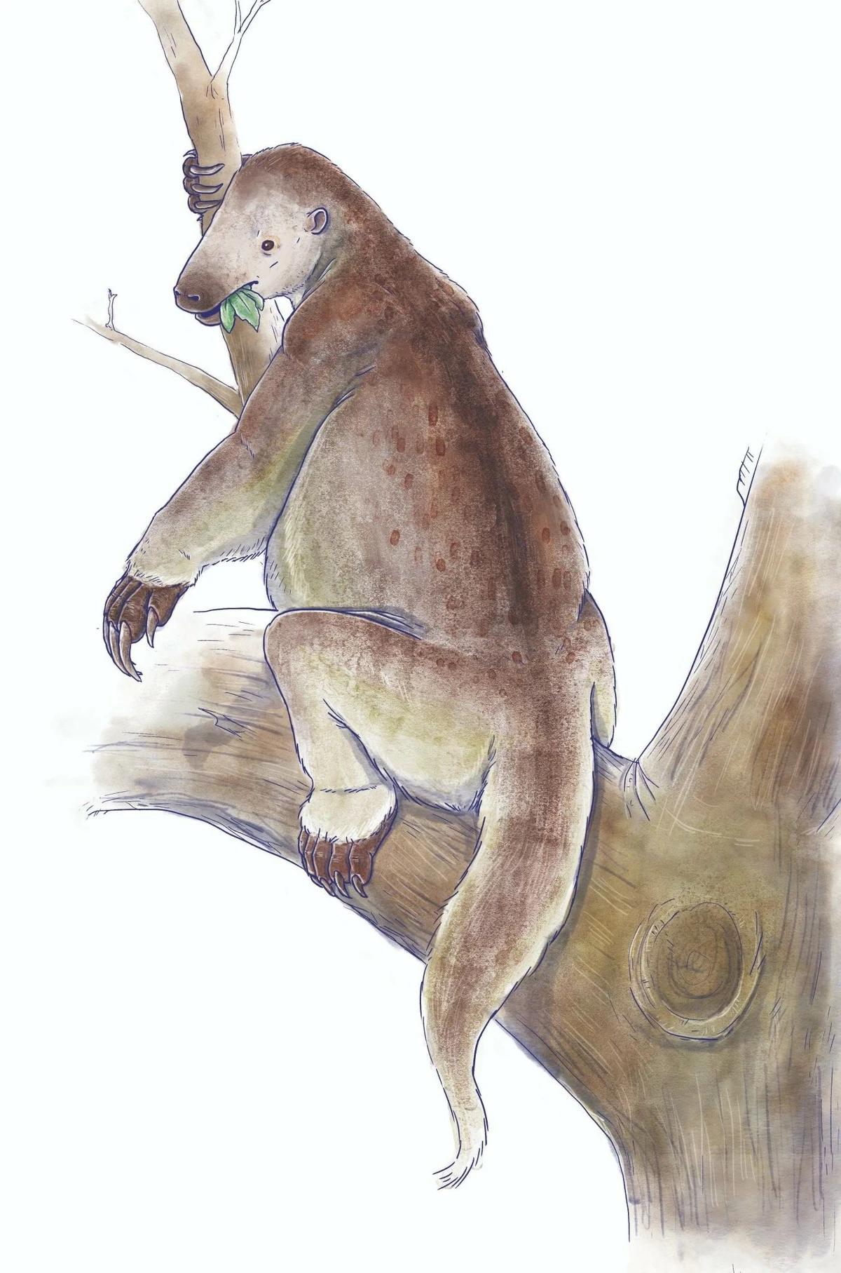 Slow brother the Hapalops | Luck dog Wiki | Fandom