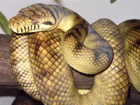 Amethystine python | Luck dog Wiki | Fandom